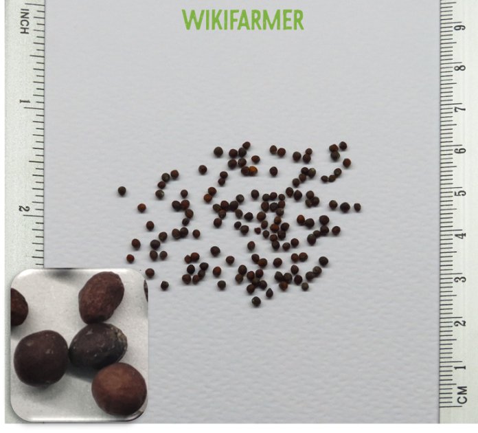 Brassica oleracea botrytis - Cauliflower seeds | Wikifarmer