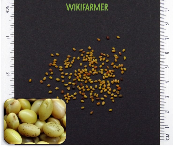 Trifolium alexandrinum L. - Egyptian clover seeds | Wikifarmer
