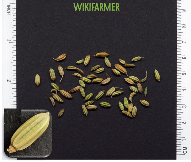 Foeniculum vulgare - Fennel seeds | Wikifarmer