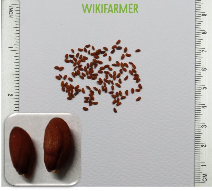 Lepidium sativum - Garden cress seeds | Wikifarmer
