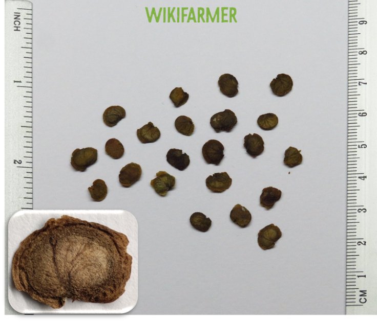 Lunaria annua - Honesty plant seeds | Wikifarmer