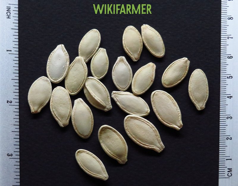 Cucurbita pepo - Marrow-Squash seeds | Wikifarmer