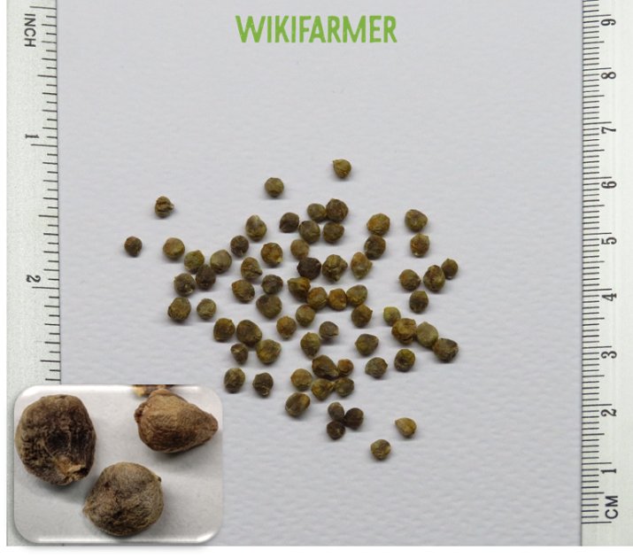 Spinacea oleracea - Spinach seeds | Wikifarmer