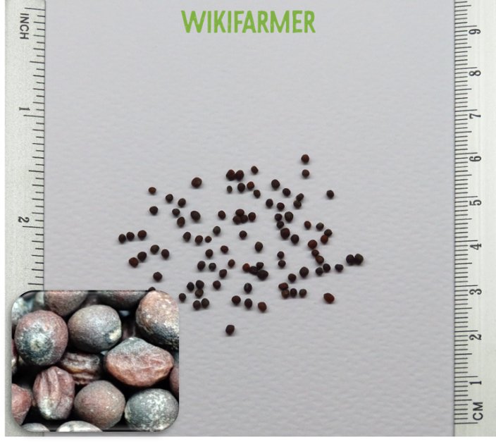 Brassica oleracea - Romanesco Cauliflower seeds | Wikifarmer