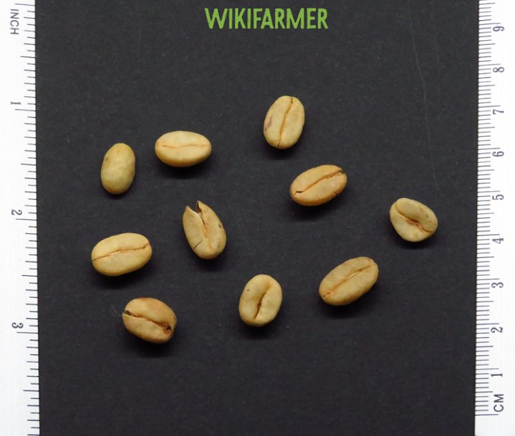 Coffea arabica - Arabian coffee seeds | Wikifarmer