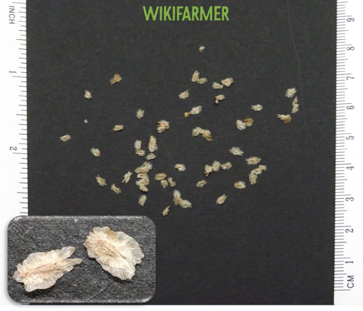 Paulownia tomentosa - Princess tree seeds | Wikifarmer