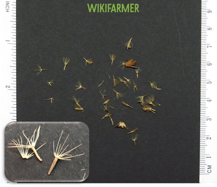 Stevia rebaudiana - Stevia seeds | Wikifarmer