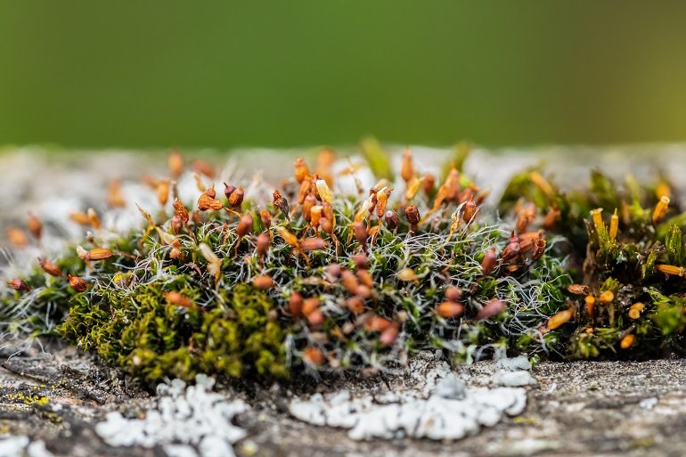 ¿Qué es un bioindicador? | Wikifarmer