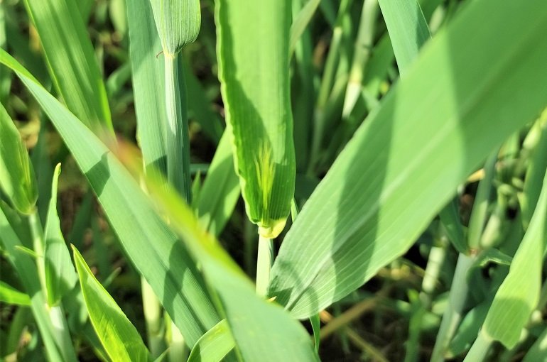 Principles for selecting the best Wheat Variety | Wikifarmer