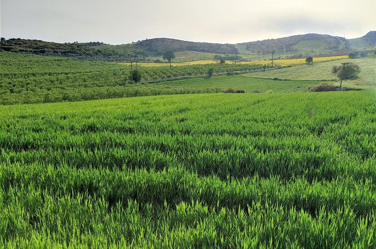 Wheat Soil preparation, Soil requirements, and Seeding requirements ...