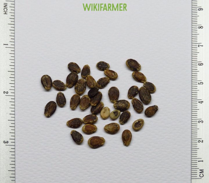 Citrullus lanatus - graines de Pastèque | Wikifarmer