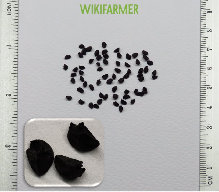 Allium cepa - Hành tây hạt | Wikifarmer