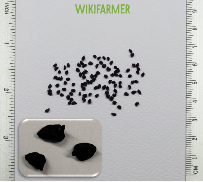 Allium porrum - Bawang prei benih | Wikifarmer