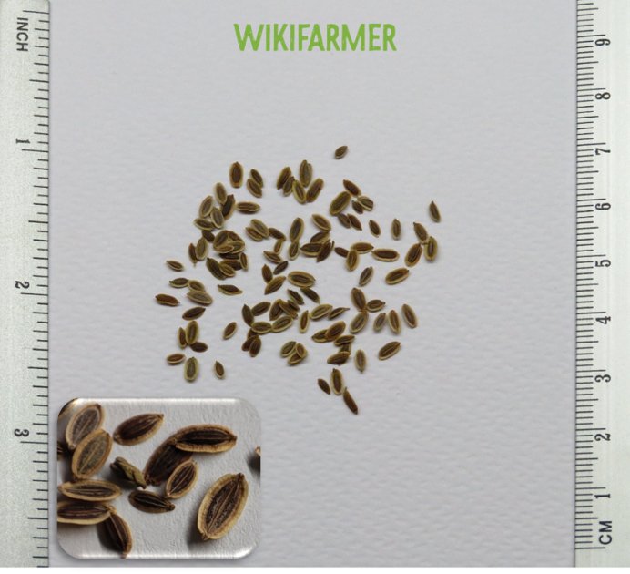 Anethum graveolens - Adas sowa benih | Wikifarmer