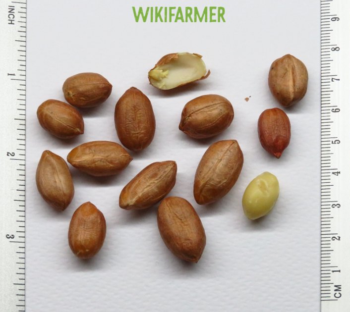 Arachis L. - 땅콩 씨앗 | Wikifarmer