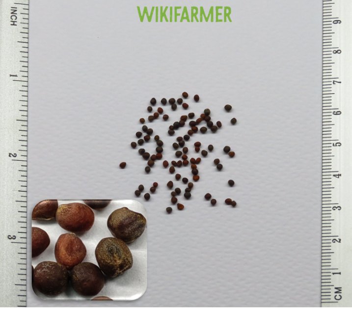 Brassica oleracea - 브로콜리 씨앗 | Wikifarmer