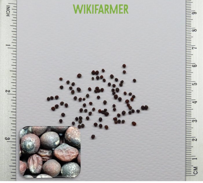 Brassica oleracea - 콜리플라워 씨앗 | Wikifarmer