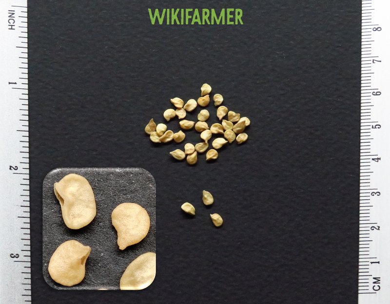 Capsicum annuum - Pfeffer Samen | Wikifarmer