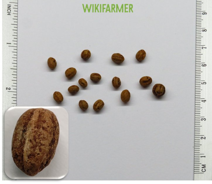 Crataegus monogyna - 산사나무속 씨앗 | Wikifarmer