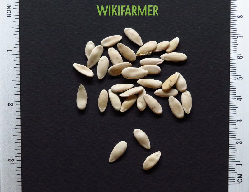 Cucumis adzhur - 오이 씨앗 | Wikifarmer