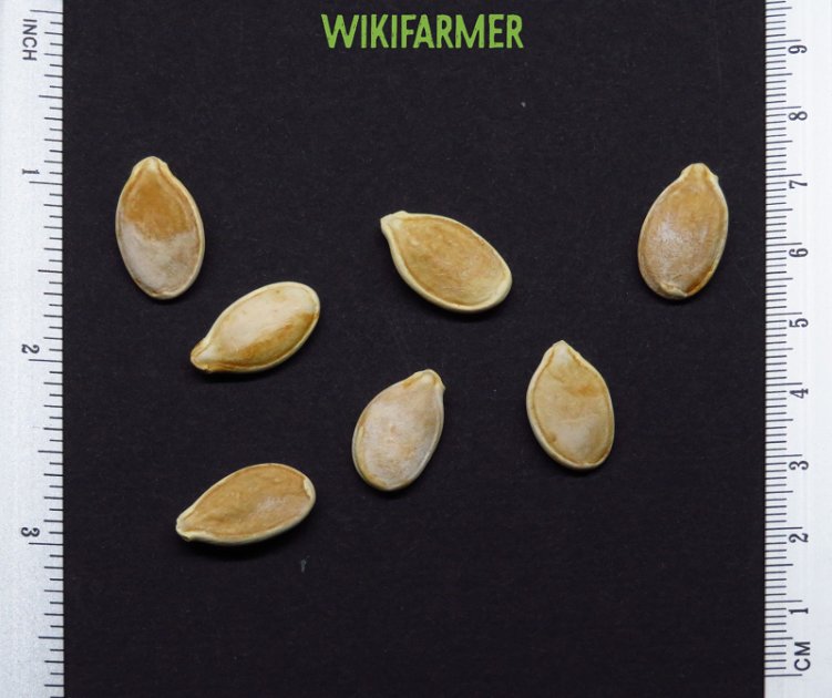 Cucurbita maxima - Waluh benih | Wikifarmer