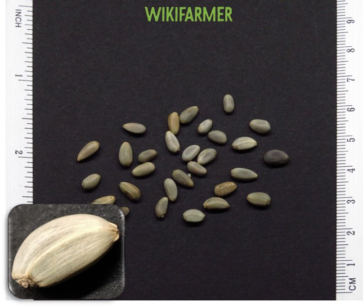 Cynara cardunculus - Articok benih | Wikifarmer