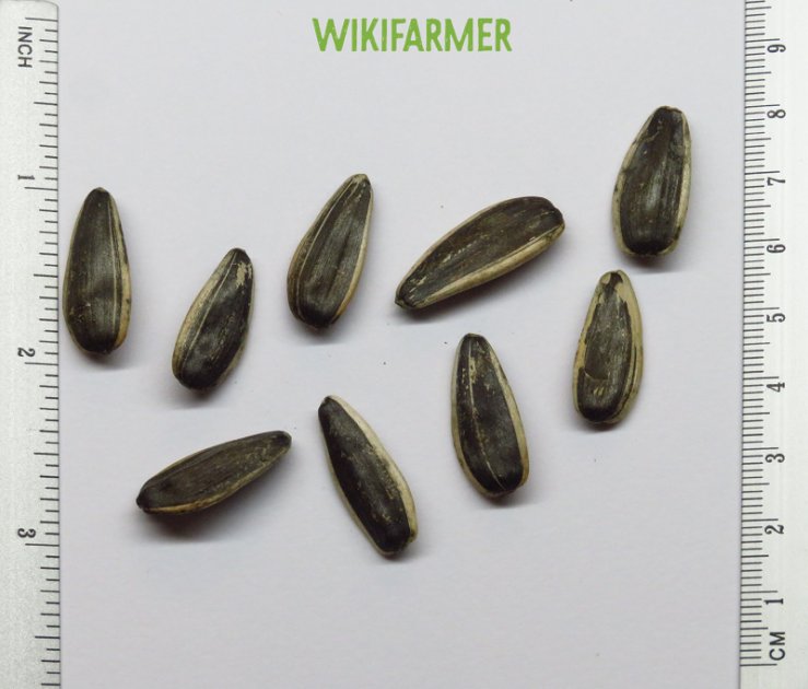 Helianthus annuus - Biji benih bunga matahari yang boleh dimakan | Wikifarmer