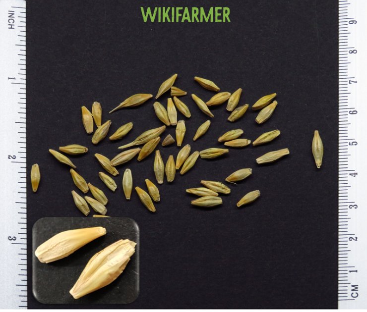 Hordeum vulgare - Barli benih | Wikifarmer