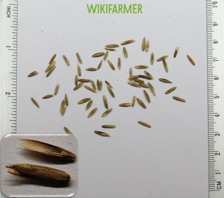 Lolium perenne - Raaigras zaden | Wikifarmer