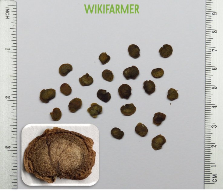 Lunaria annua - 정직 공장 씨앗 | Wikifarmer