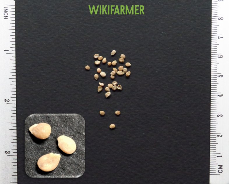 Lycopersicum esculentum - 토마토 씨앗 | Wikifarmer