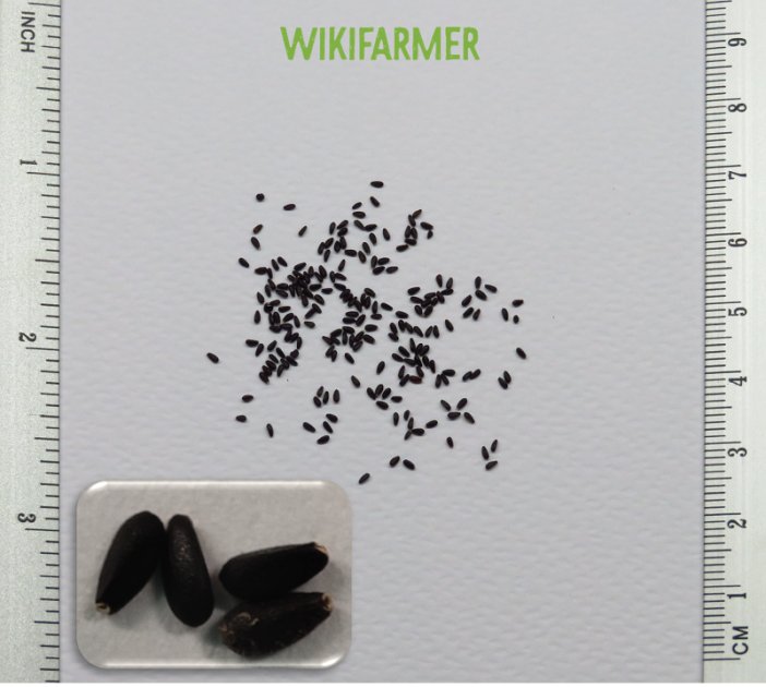 Melissa officinalis L. - Tía tô đất hạt | Wikifarmer