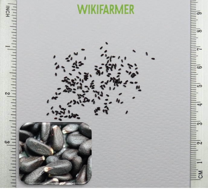 Melissa officinalis - 레몬밤 씨앗 | Wikifarmer