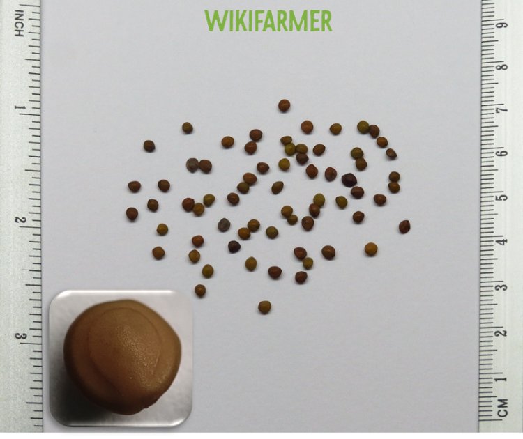 Mimosa pudica - Mimosa benih | Wikifarmer