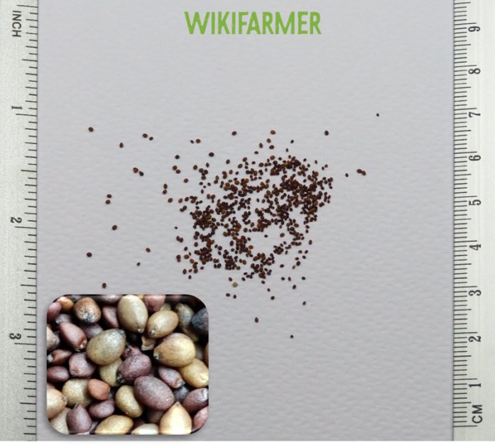 Origanum majorana - 마조람 씨앗 | Wikifarmer