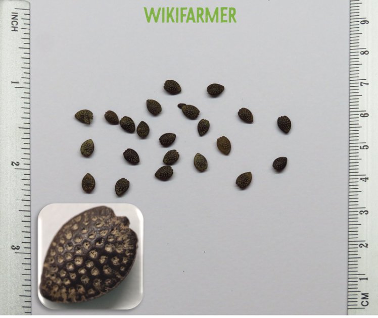 Passiflora coerulea - 시계 꽃 씨앗 | Wikifarmer