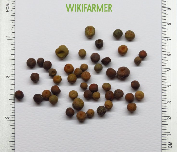 Pisum sativum L. - 완두 씨앗 | Wikifarmer