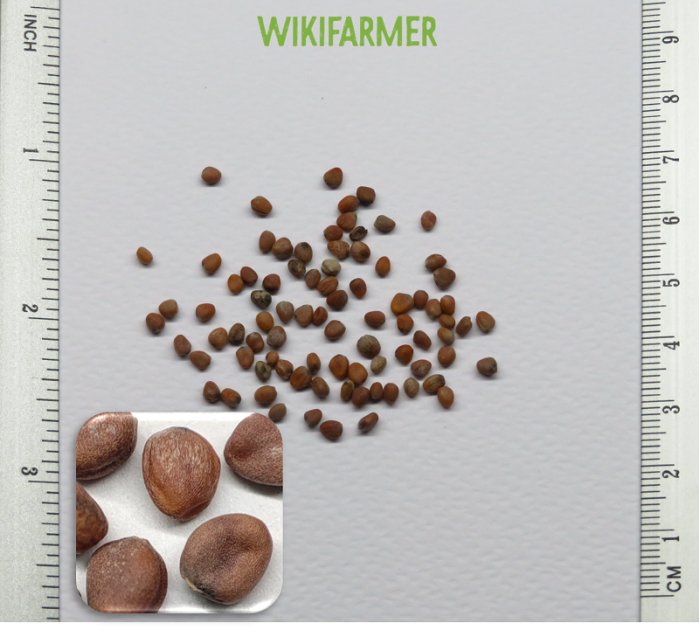 Raphanus sativus - 무 씨앗 | Wikifarmer