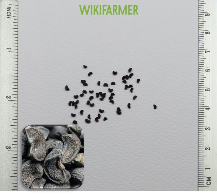 Ruta graveolens - Inggu benih | Wikifarmer