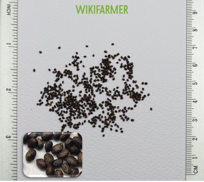 Satureja montana L. - 겨울세이보리 씨앗 | Wikifarmer