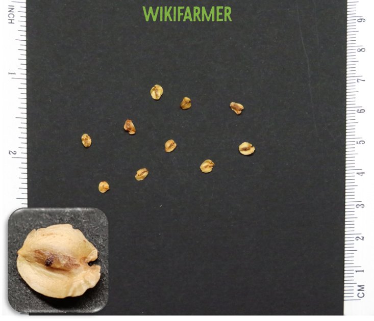 Sequoiadendron giganteum - Dev sekoya tohumlar | Wikifarmer