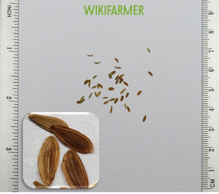 Sonchus oleraceus - Penabur benih | Wikifarmer