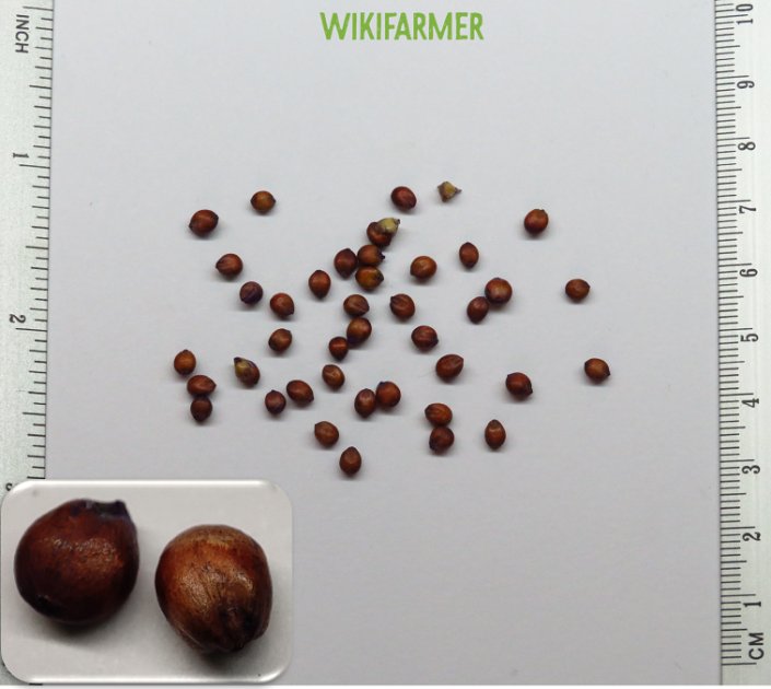 Sorghum bicolor - 수수새속 씨앗 | Wikifarmer