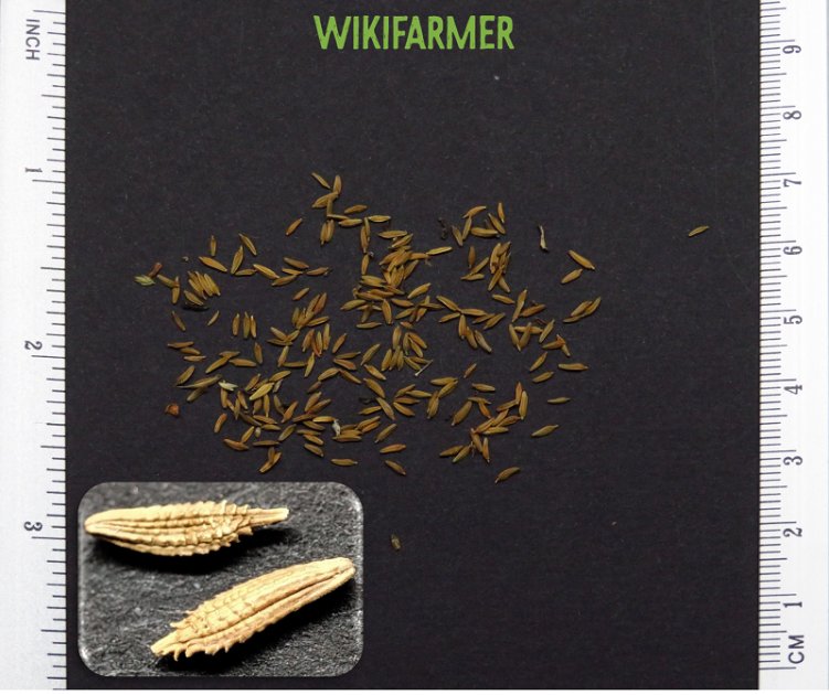 Taraxacum officinale - Paardenbloem zaden | Wikifarmer