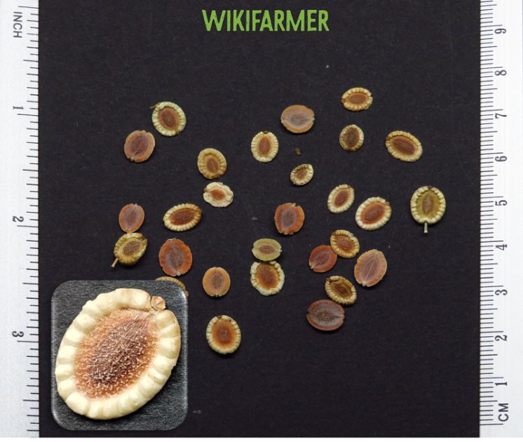 Tordylium apulum tohumlar | Wikifarmer