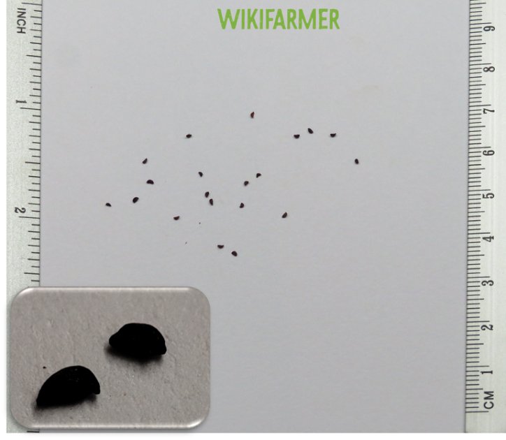 Vaccinium myrtillus - sementes de Mirtilo | Wikifarmer