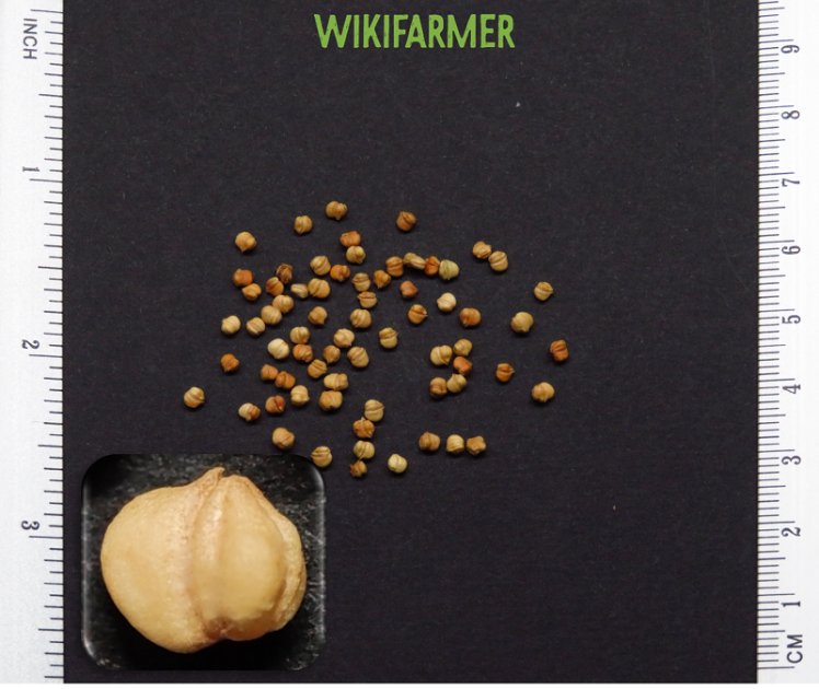 Valeriana locusta - Валериа́на семена | Wikifarmer