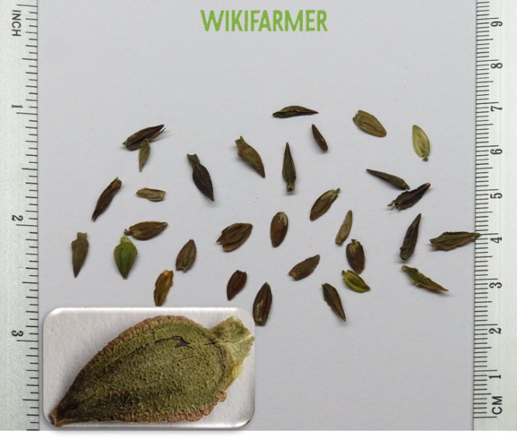 Zinnia elegans - Zinnia zaden | Wikifarmer