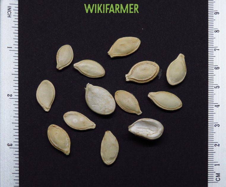 Cucurbita pepo - Sierpompoenen zaden | Wikifarmer