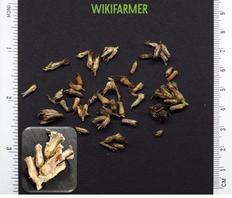 Semi di Cichorium spinosum | Wikifarmer